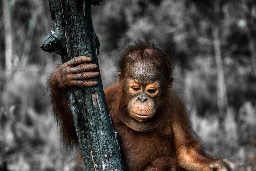 Habitat Loss The Message By Yan Vana habitat-loss-the-message-by-yan-vana