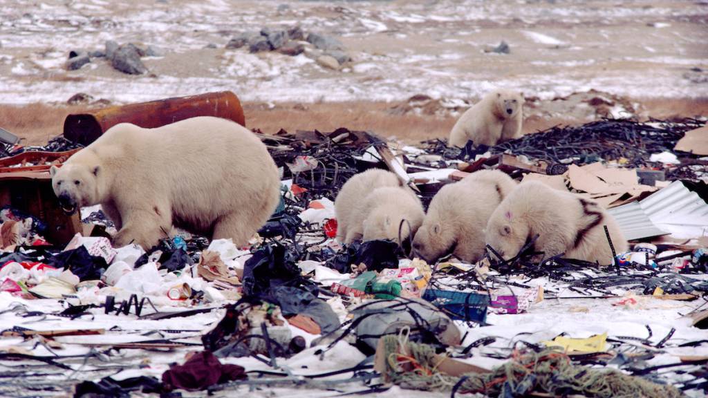 First Polar Bear Dies From Bird Flu As Virus Spreads | The Message by Yan Vana